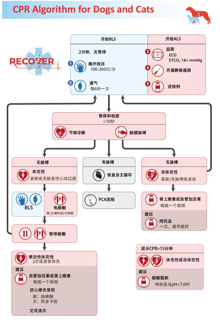 【实践】2024 RECOVER犬猫心肺复苏指南 - 萨萨的宠物文献笔记